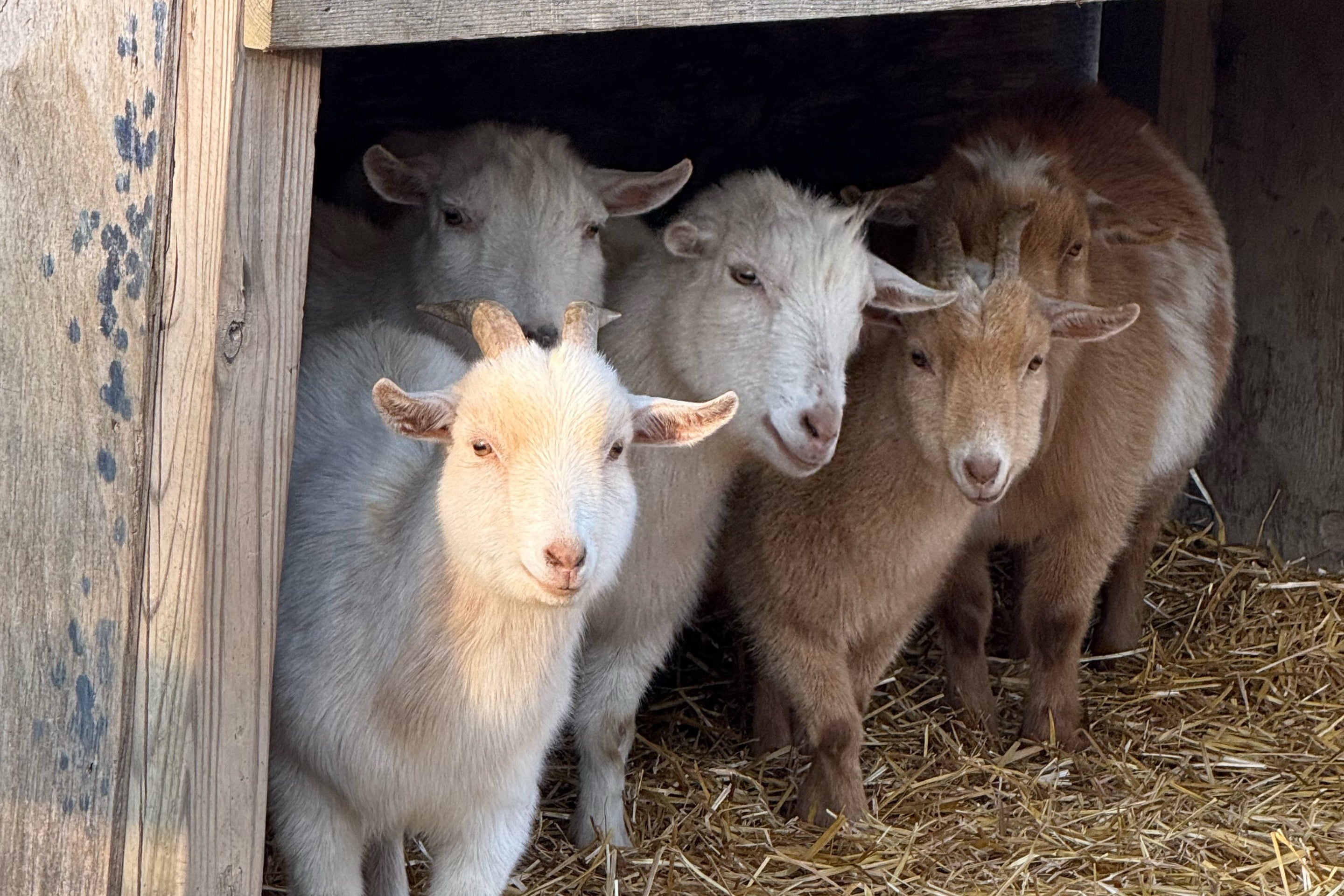 Whitetail Lane Farm: Discover Our Unique Farming Experience